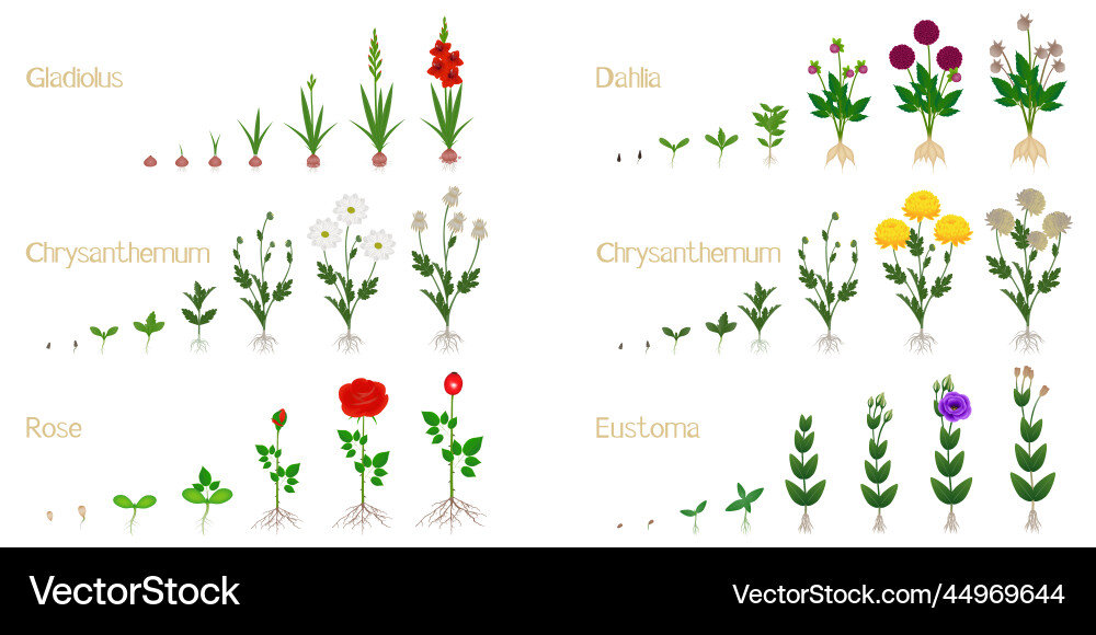 Flower growth cycles isolated on white background Vector Image