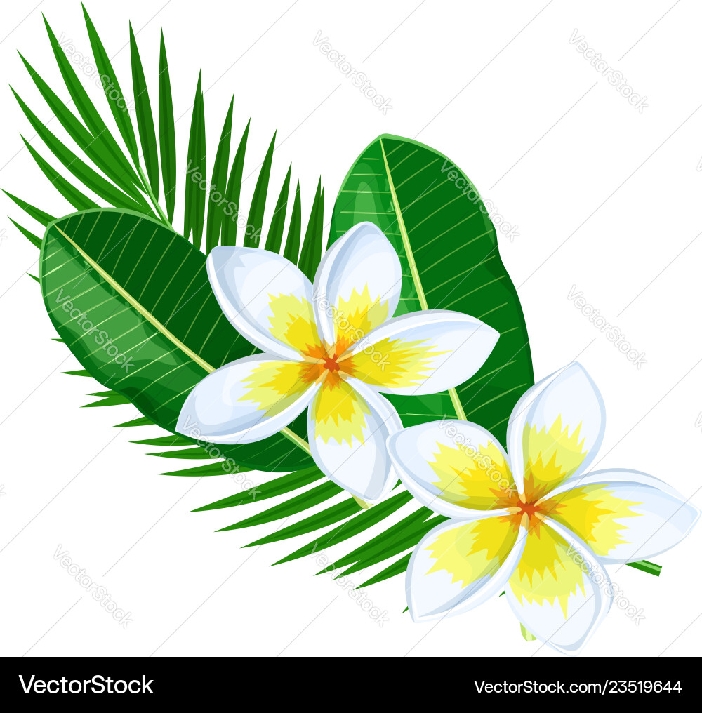 Tropical Plumeria Flowers Royalty Free Vector Image