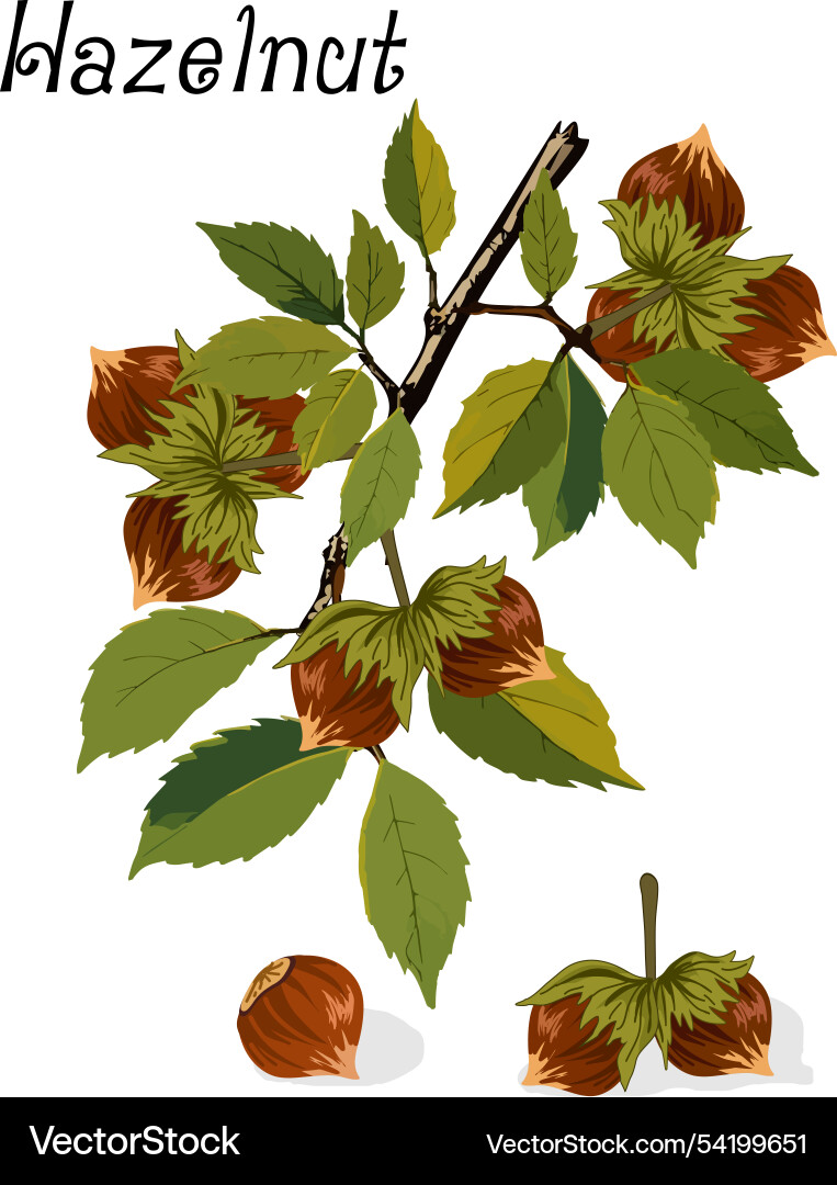 With hazelnut Royalty Free Vector Image - VectorStock
