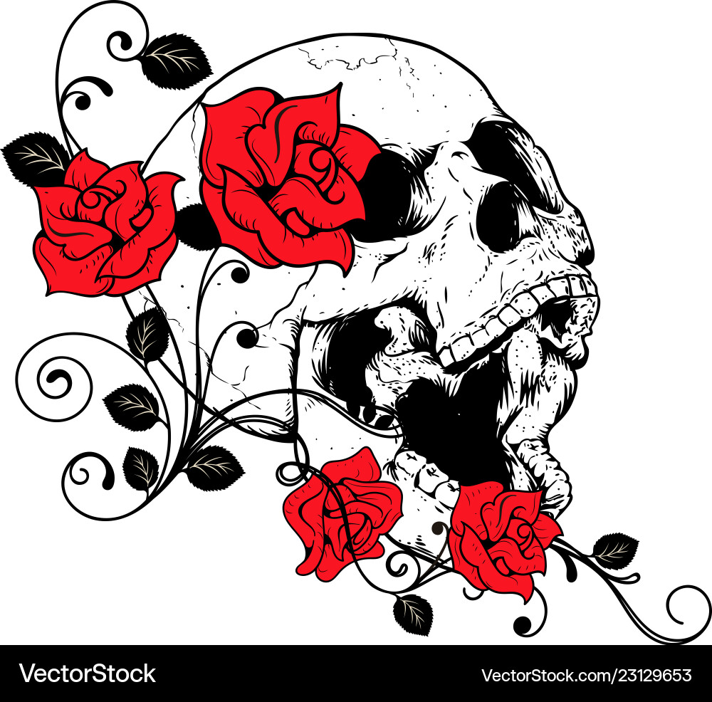 A human skull with roses on white background Vector Image