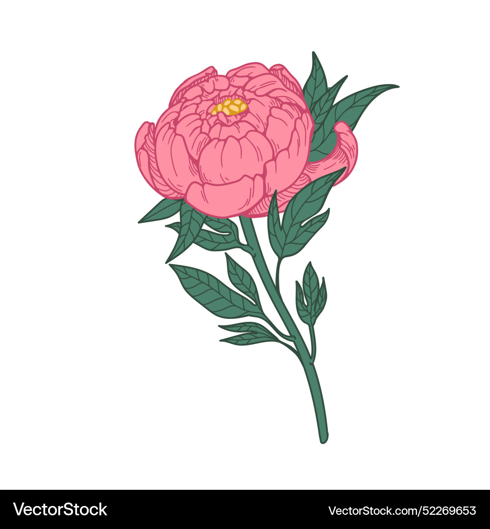 Peony flower blossom japanese bloom delicate Vector Image