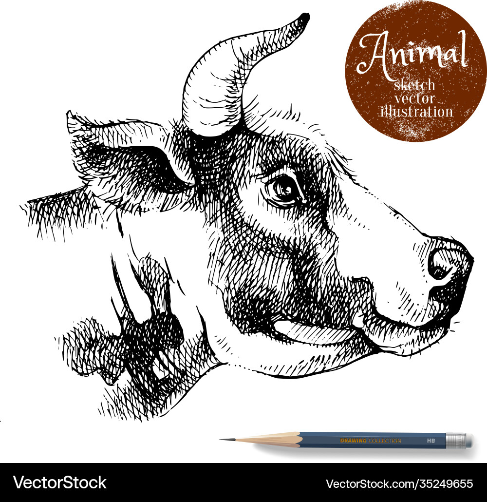 Cow Head Pencil Drawing