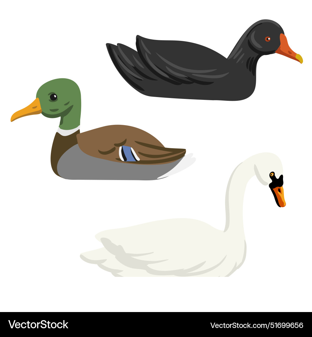 Drawing white swan duck and mmorhen Royalty Free Vector