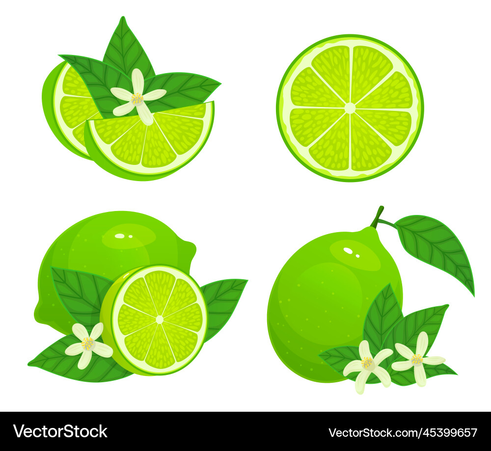 Cartoon lime fresh whole half and part citrus Vector Image