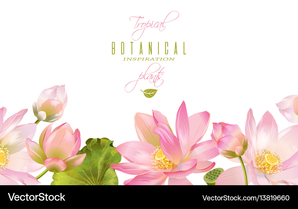 Lotus Invitation Buds Vector Images (over 120)
