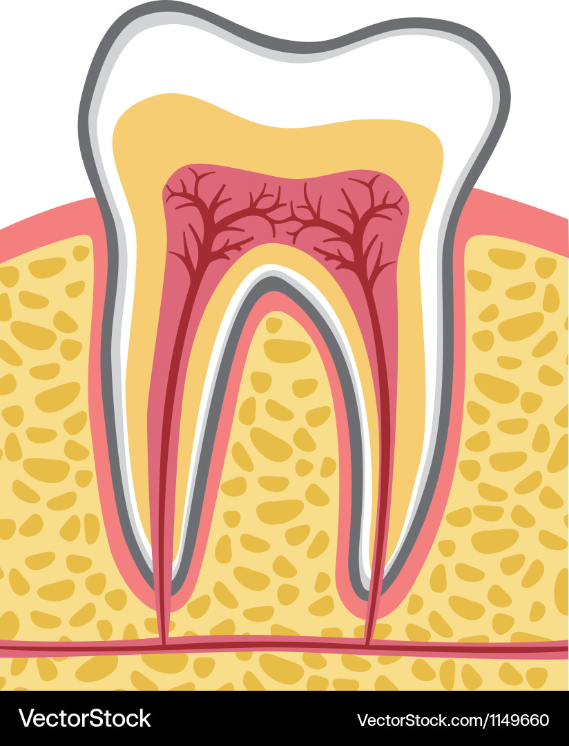 Tooth anatomy Royalty Free Vector Image - VectorStock