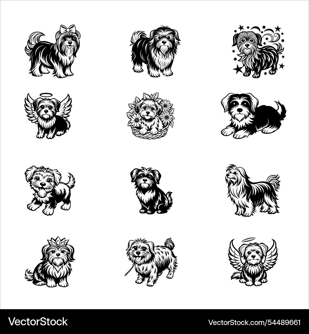 Maltese dog Royalty Free Vector Image - VectorStock