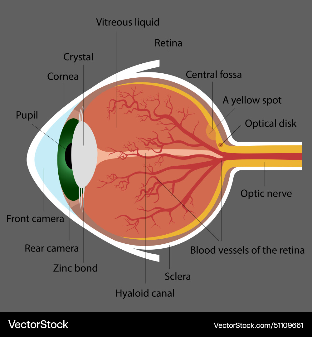 Structure of the human eye Royalty Free Vector Image