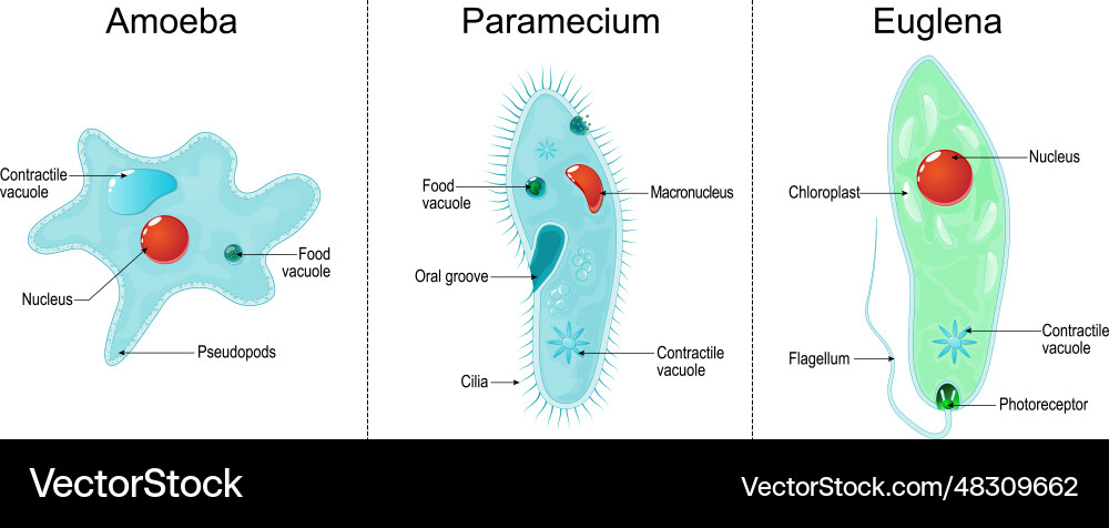 Paramecium Cell Membrane Drawing