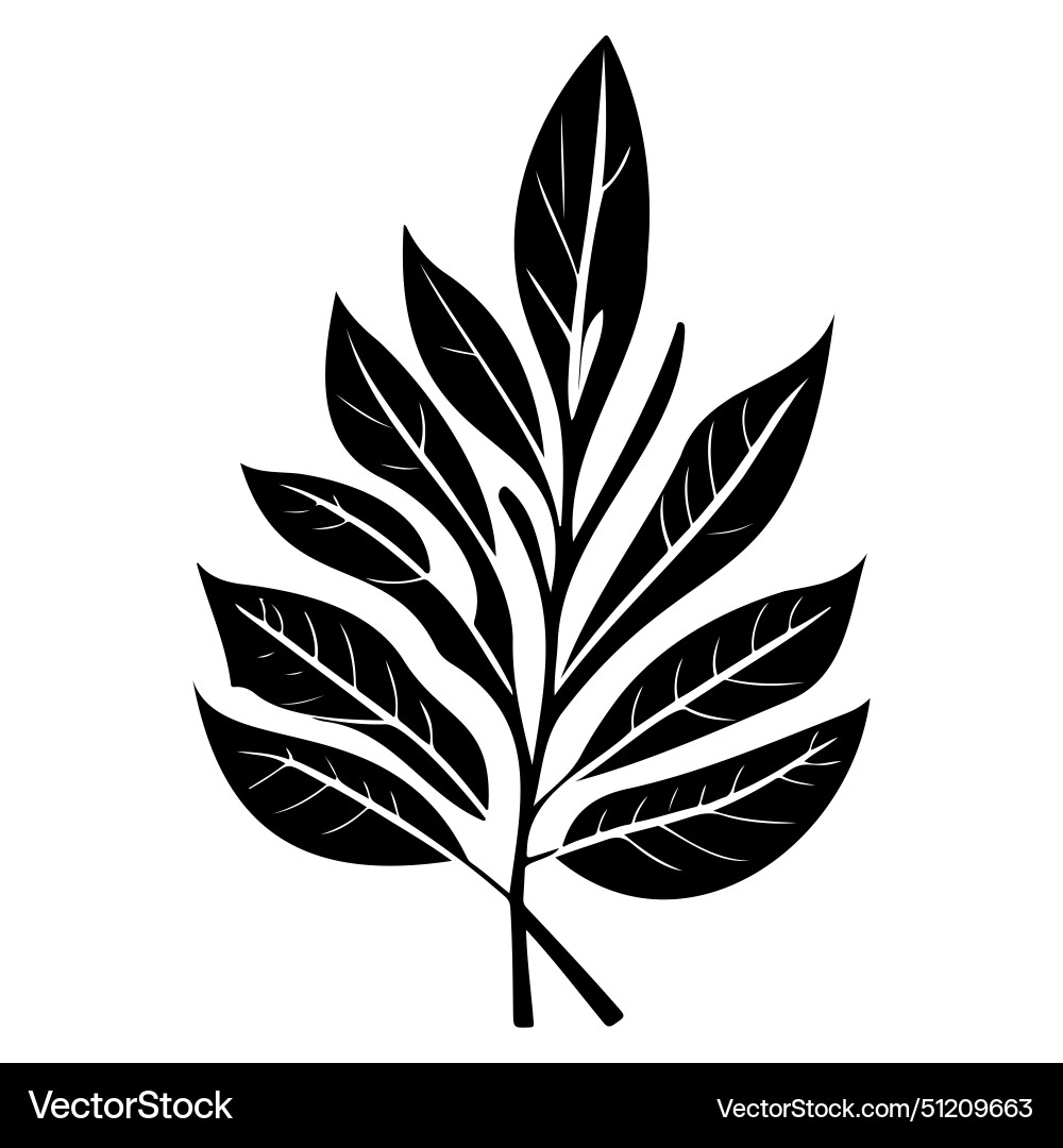 Leaf nature sketch hand draw Royalty Free Vector Image