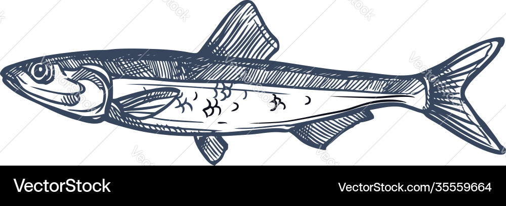 Anchovy small forage fish isolated sketch drawing Vector Image