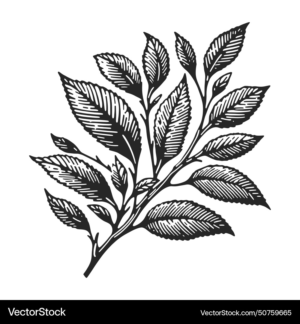 Tea branch engraving line art Royalty Free Vector Image