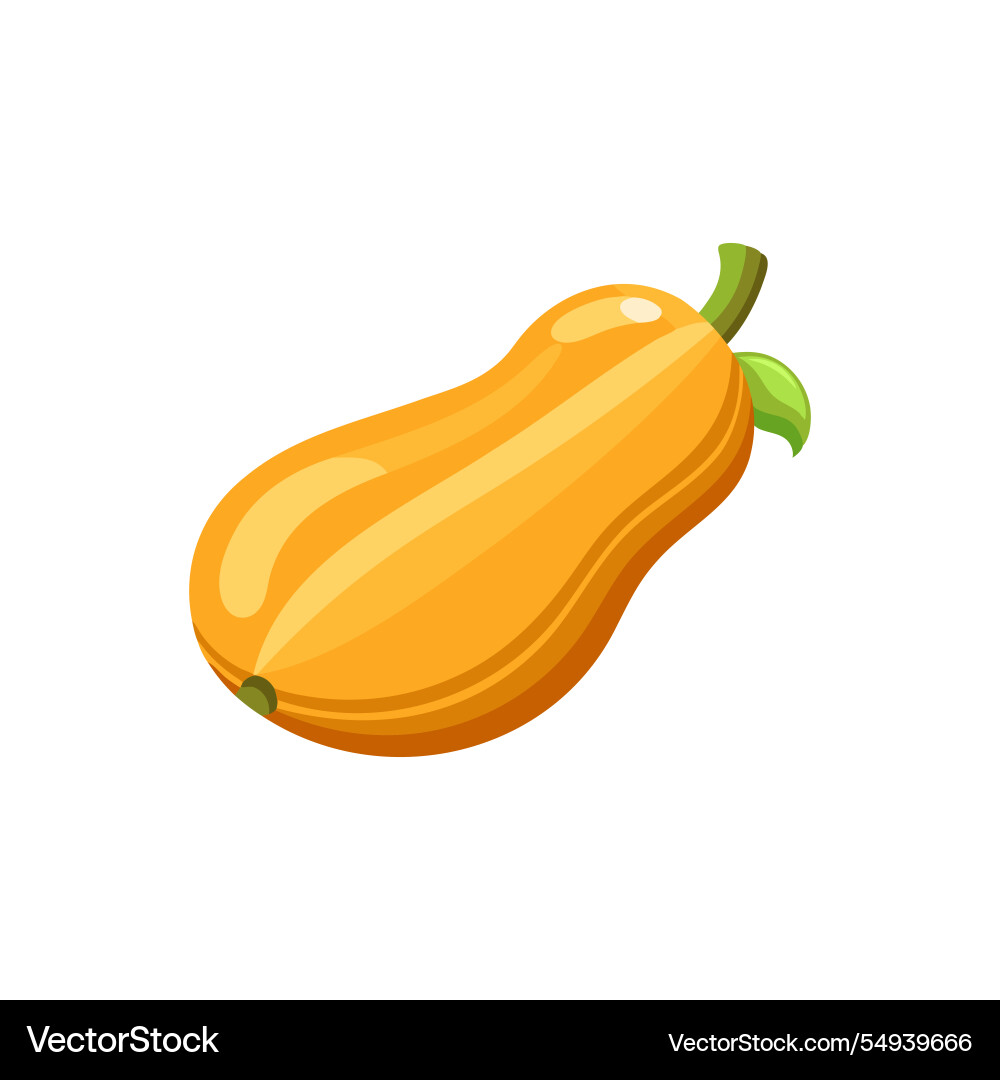Butternut squash isolated flat on white background