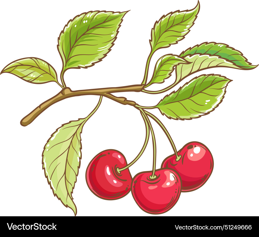 Cherry branch colored detailed Royalty Free Vector Image