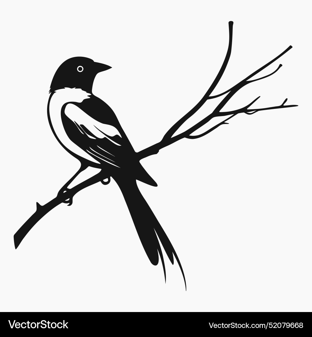 Magpie sits on branch ink drawing outline Vector Image
