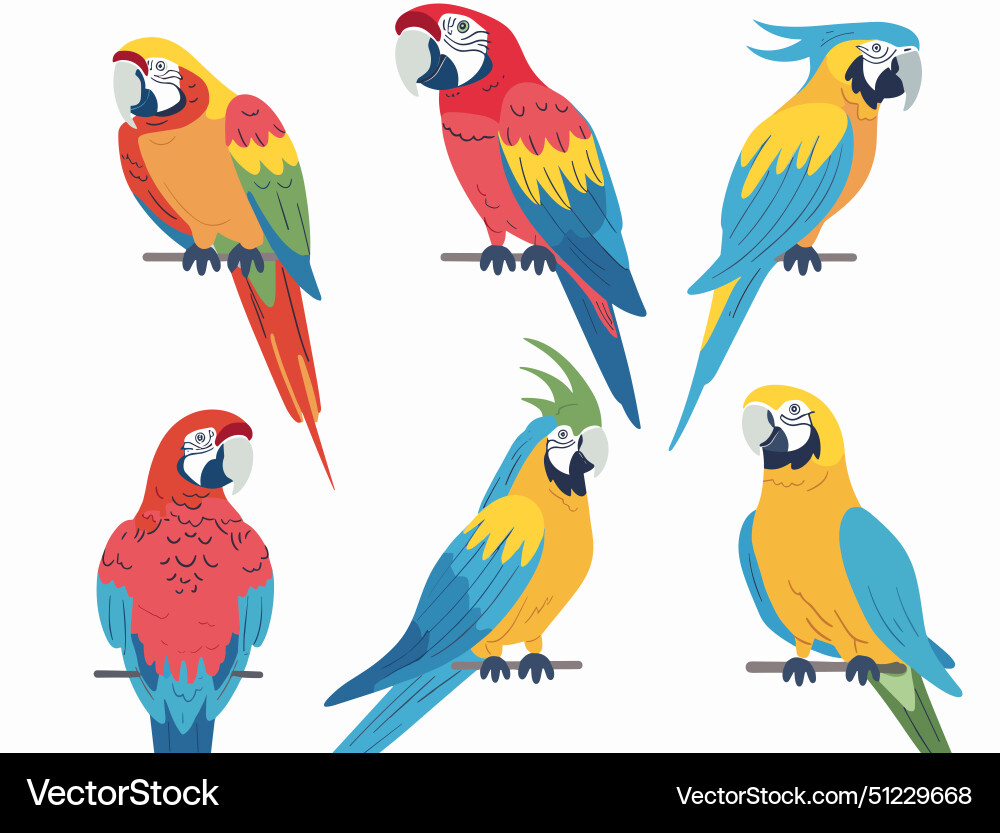 Set colorful parrot different Royalty Free Vector Image