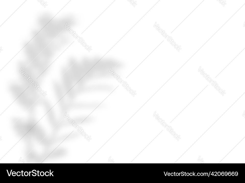Soft drop shadow from the leaves on a white Vector Image