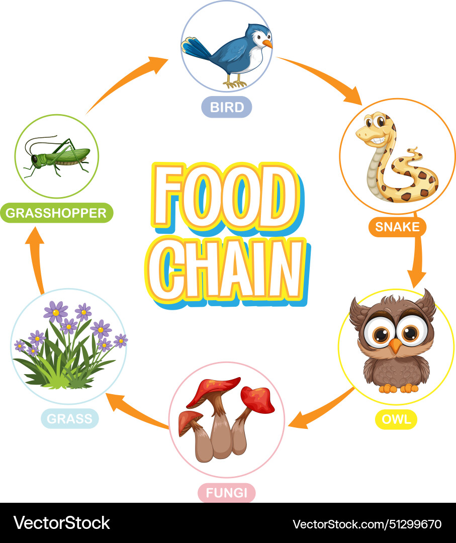 Easy Food Chain Food Chain Kid's Corner