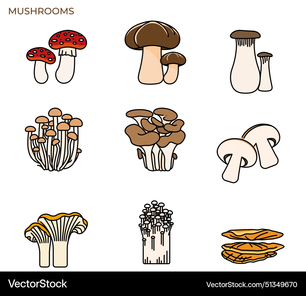 Mushroom and fungi Royalty Free Vector Image - VectorStock