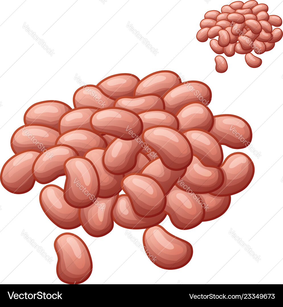 Dried beans isolated on white background Vector Image