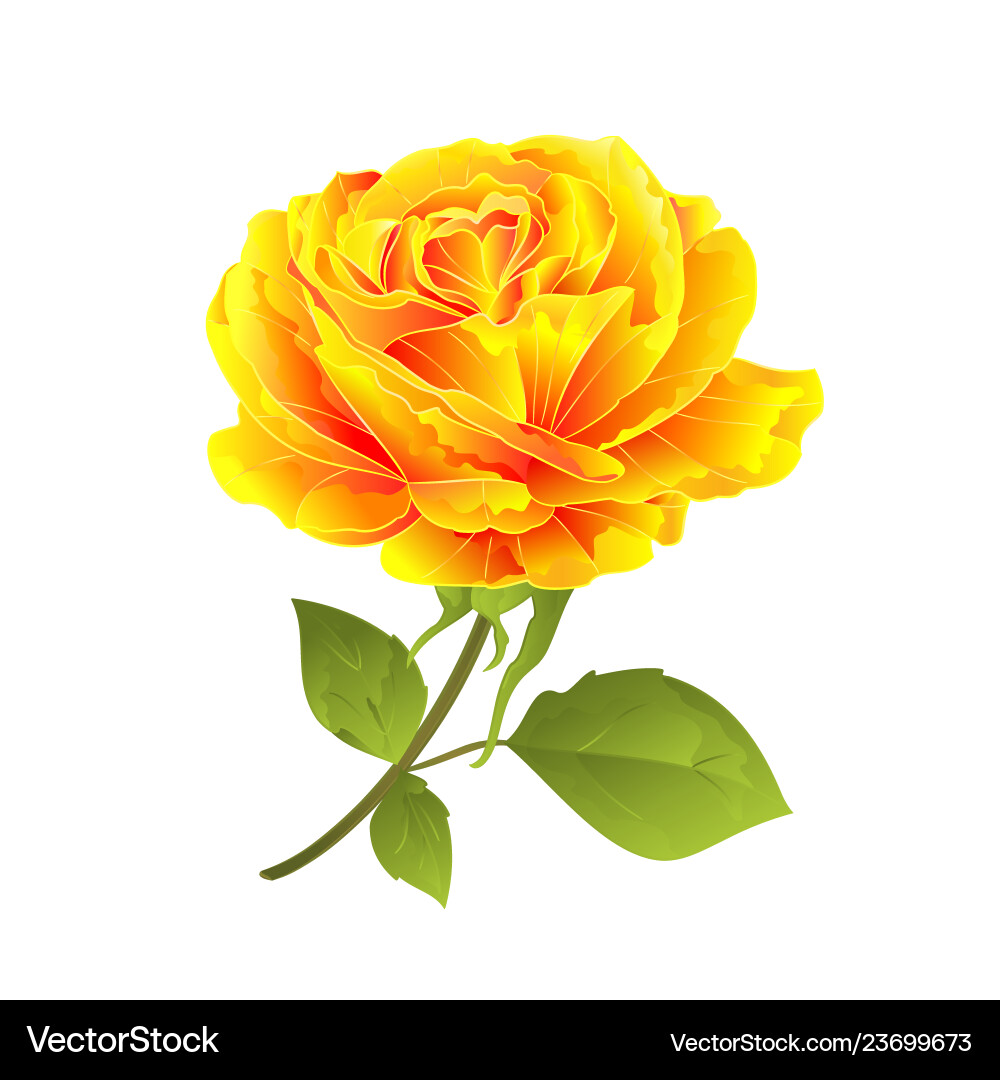 Flower yellow rose on a white background Vector Image