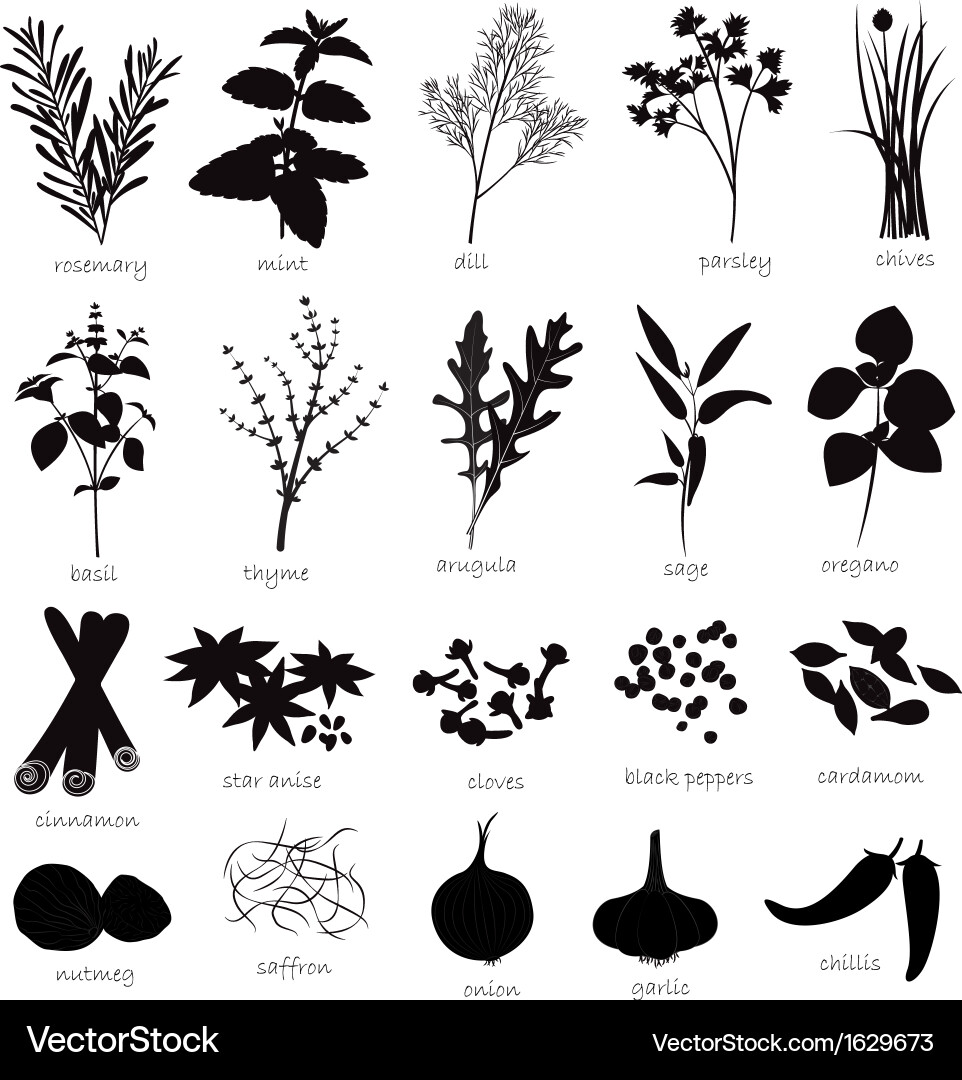 Set of herbs and spices Royalty Free Vector Image