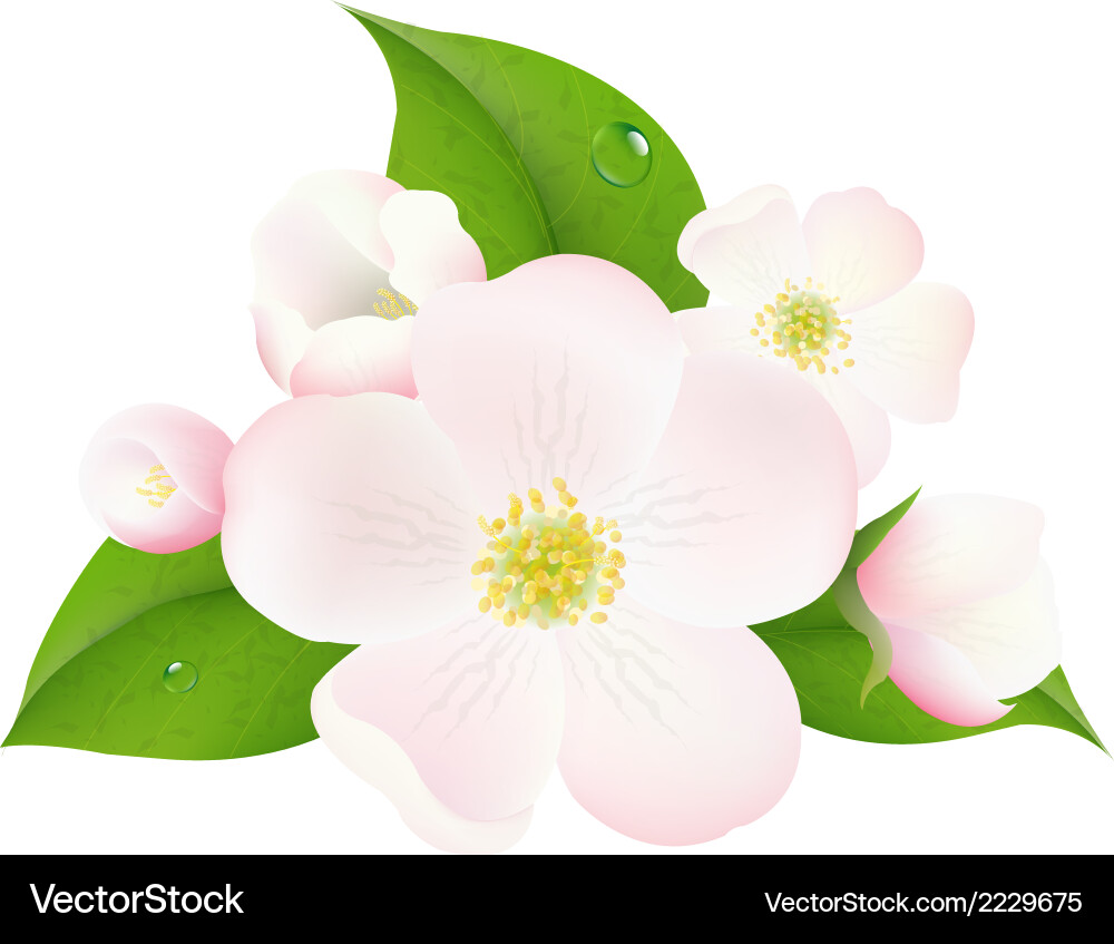 Apple tree flowers Royalty Free Vector Image - VectorStock