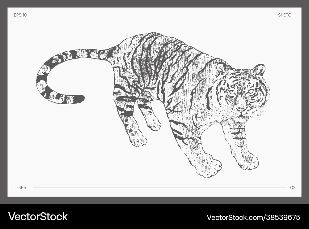High detail drawn tiger realistic sketch Vector Image
