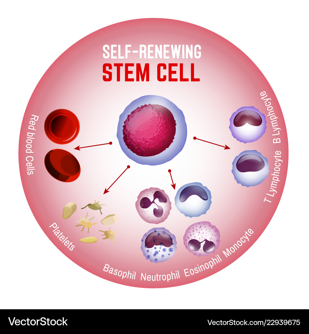 Self-renewing stem cell Royalty Free Vector Image