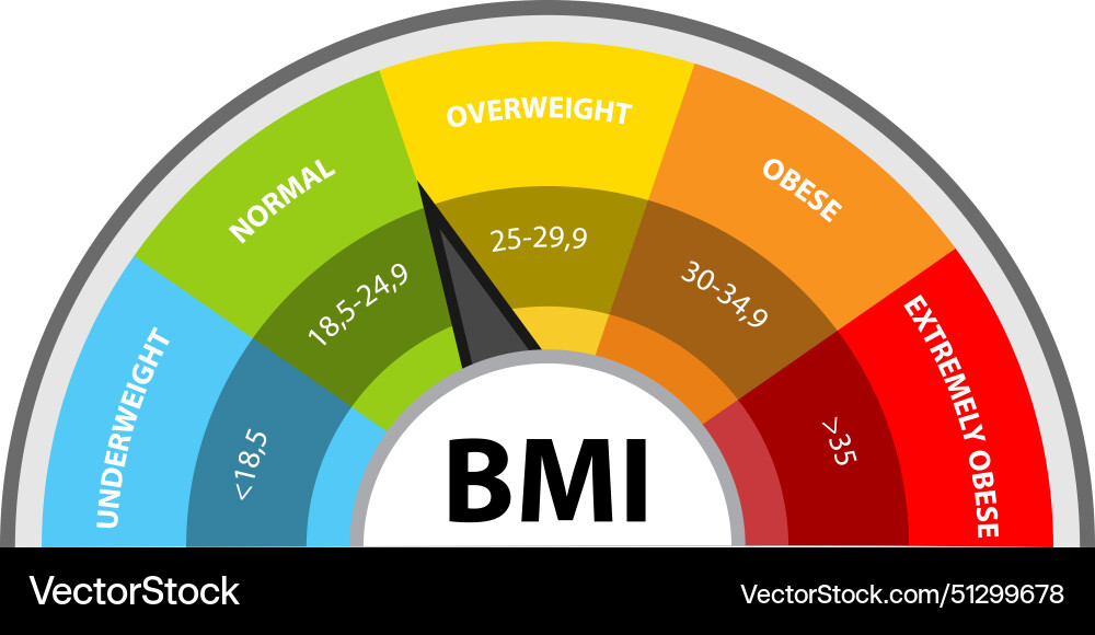 Colorful bmi gauge showing weight categories Vector Image