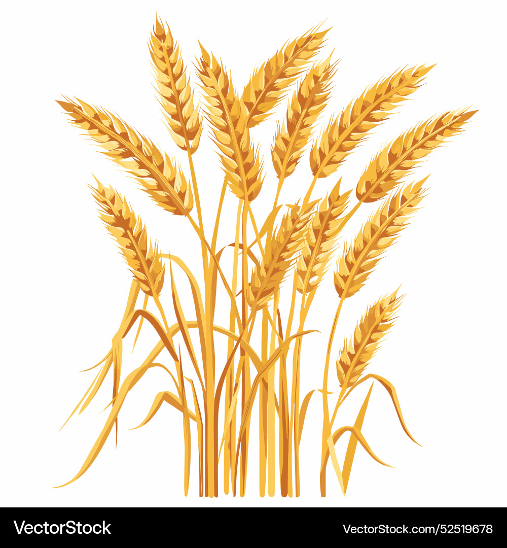 Golden wheat sheaves clustered together Royalty Free Vector