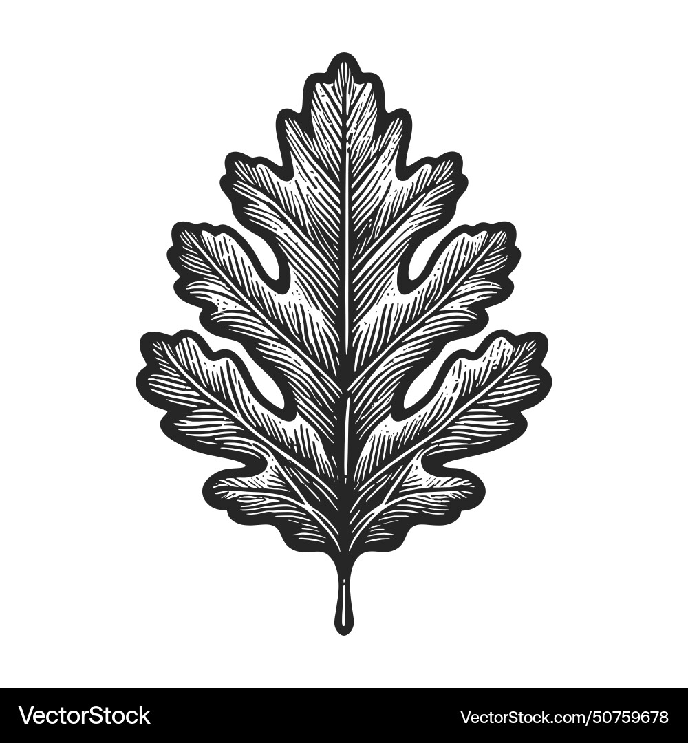 Vintage oak leaf engraving Royalty Free Vector Image