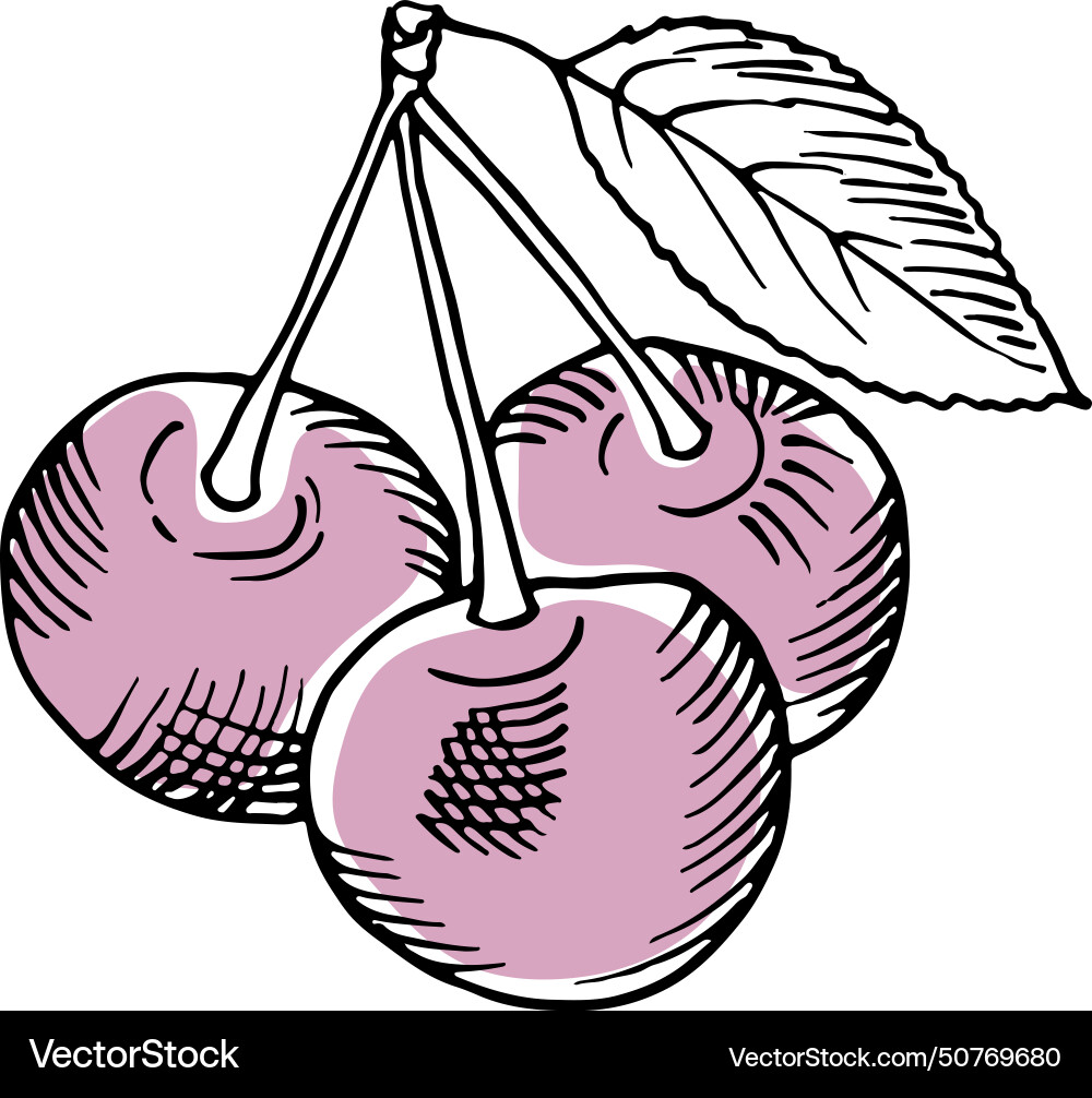 Cherry color sketch hand drawn ripe berries Vector Image