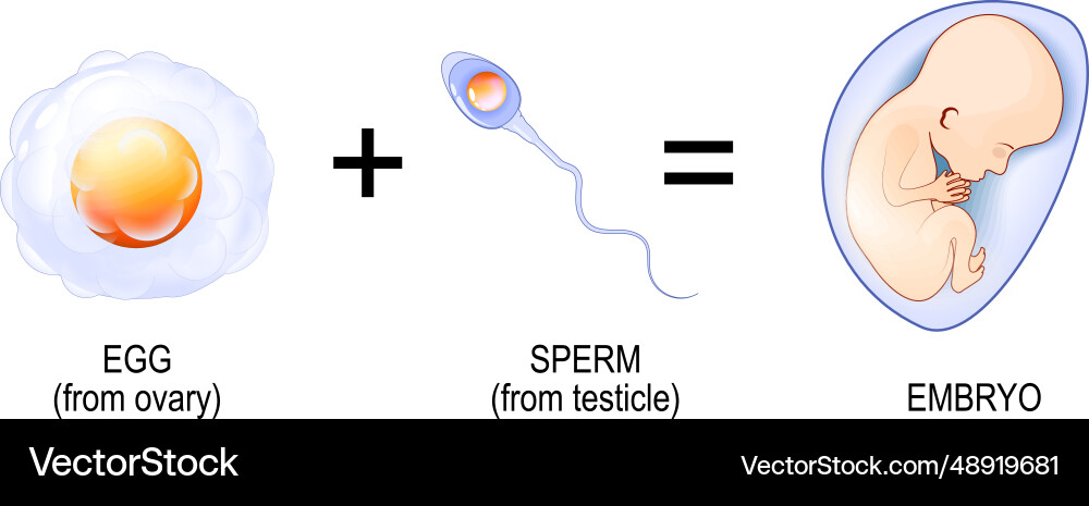 Fertilization process Royalty Free Vector Image