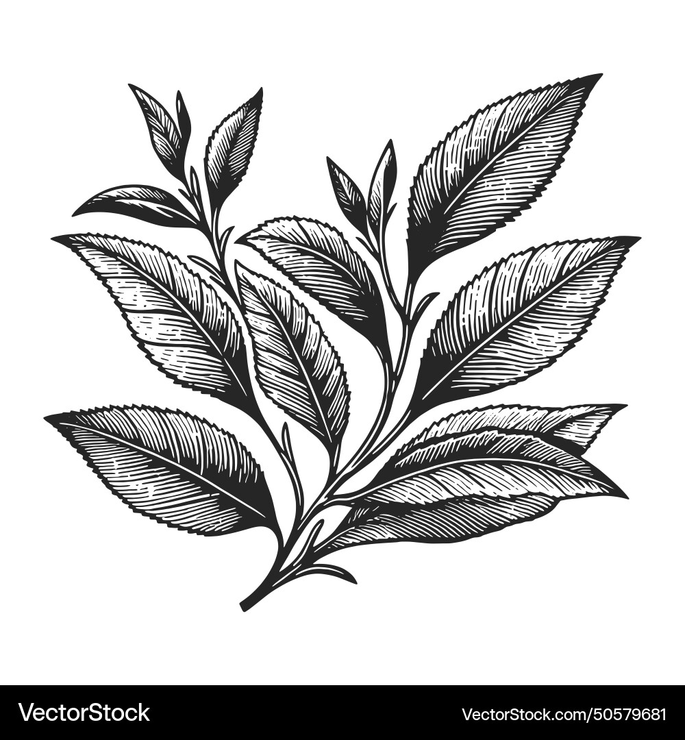 Tea branch engraving line art Royalty Free Vector Image
