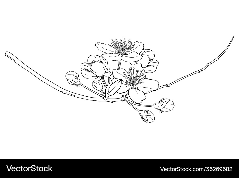 Sakura Branch with Blossoms Royalty Free Vector Image