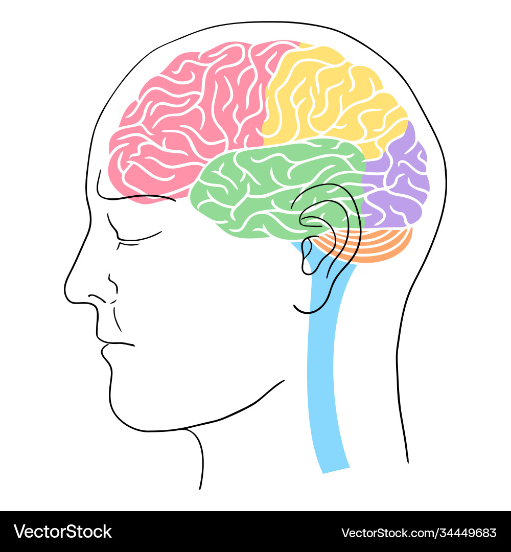 Human head outline with brain Royalty Free Vector Image