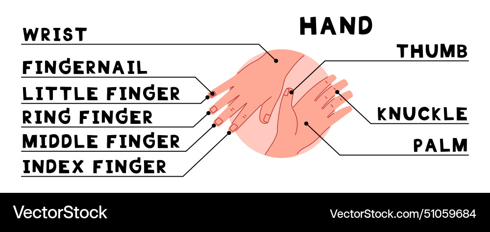 Body parts 11 Royalty Free Vector Image - VectorStock