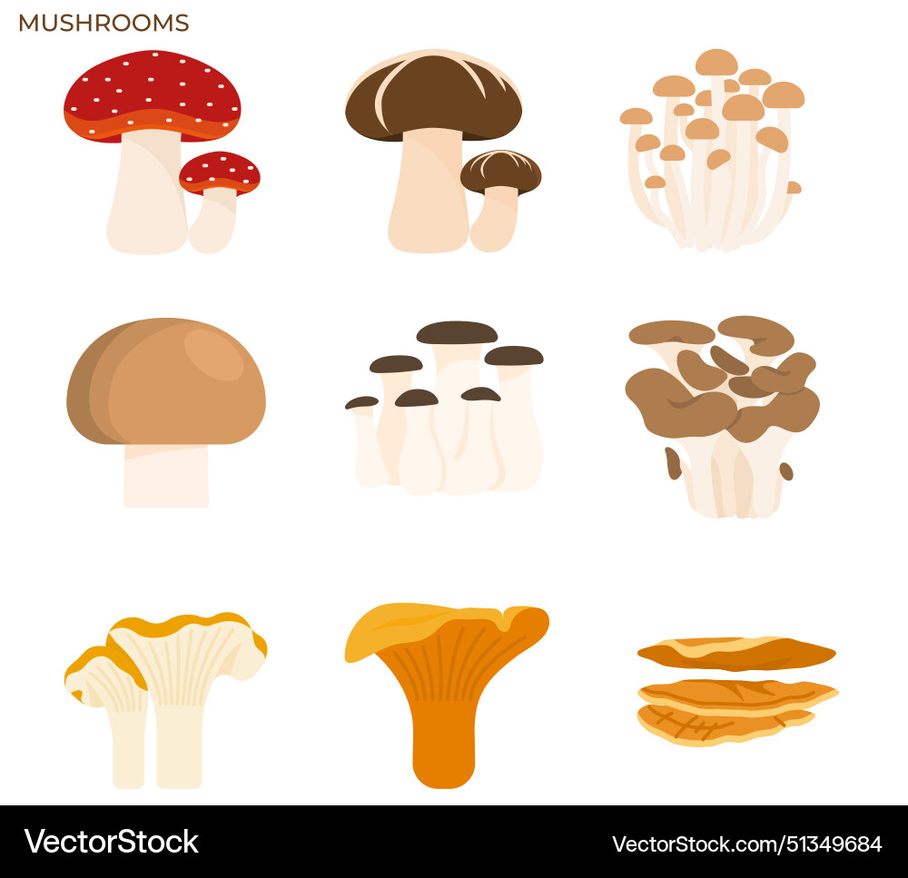 Mushroom and fungi Royalty Free Vector Image - VectorStock