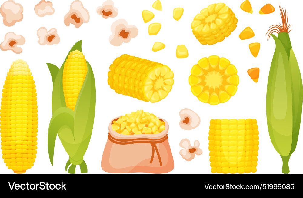 Cartoon corn corns cob popcorn and grains Vector Image