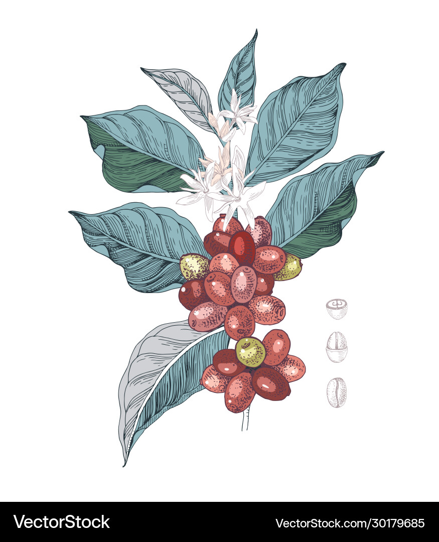 Hand drawn coffee branch Royalty Free Vector Image