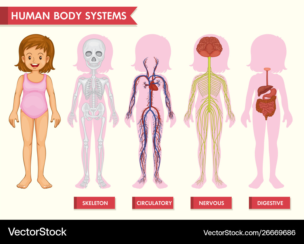 Human Body Systems Diagram Royalty Free Vector Image