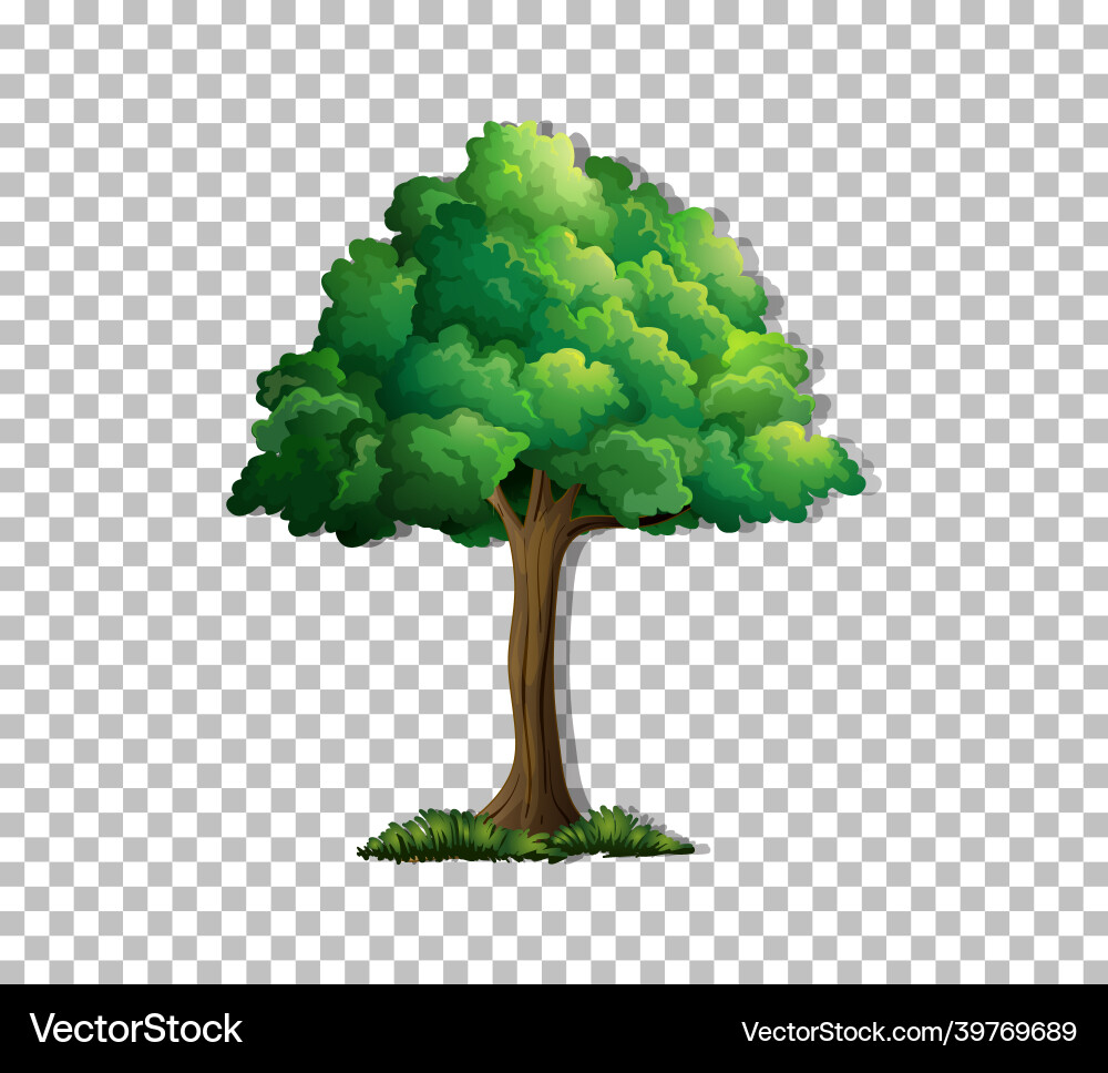 Tree on transparent background Royalty Free Vector Image