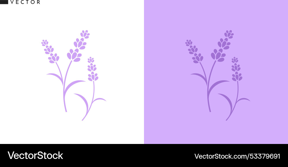 Lavender Vector Images (over 20,000)