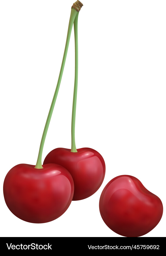 Realistic cherry bunch composition Royalty Free Vector Image