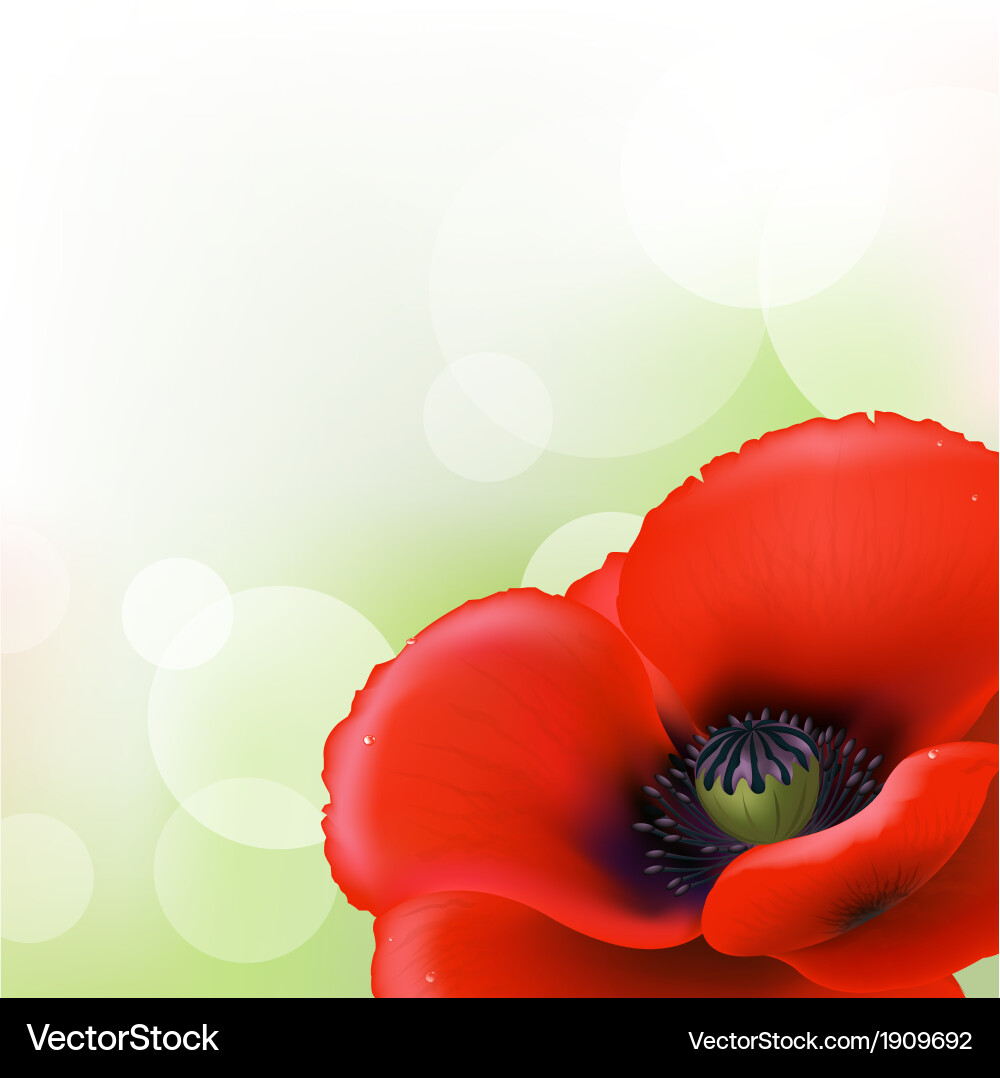 Red poppy Royalty Free Vector Image - VectorStock