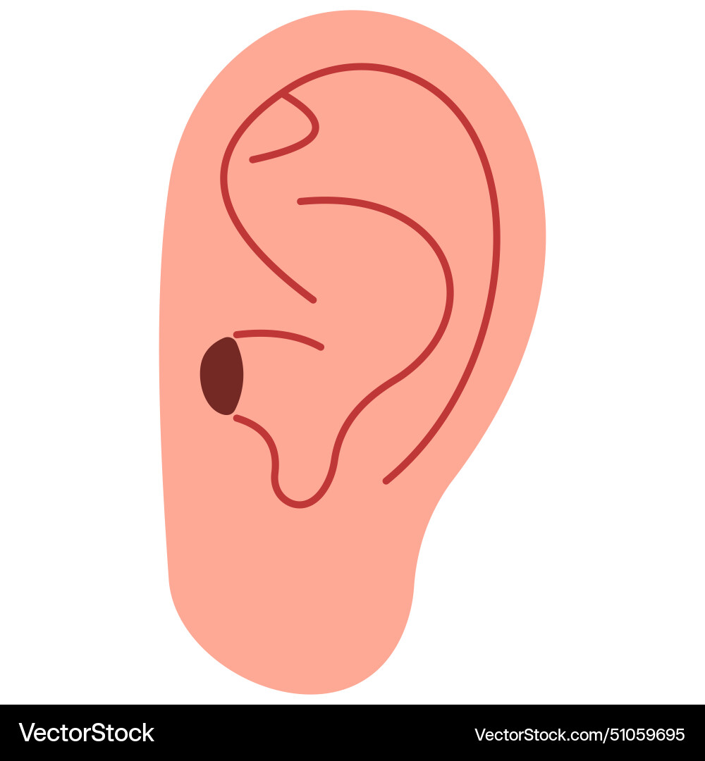 Ear Royalty Free Vector Image - VectorStock