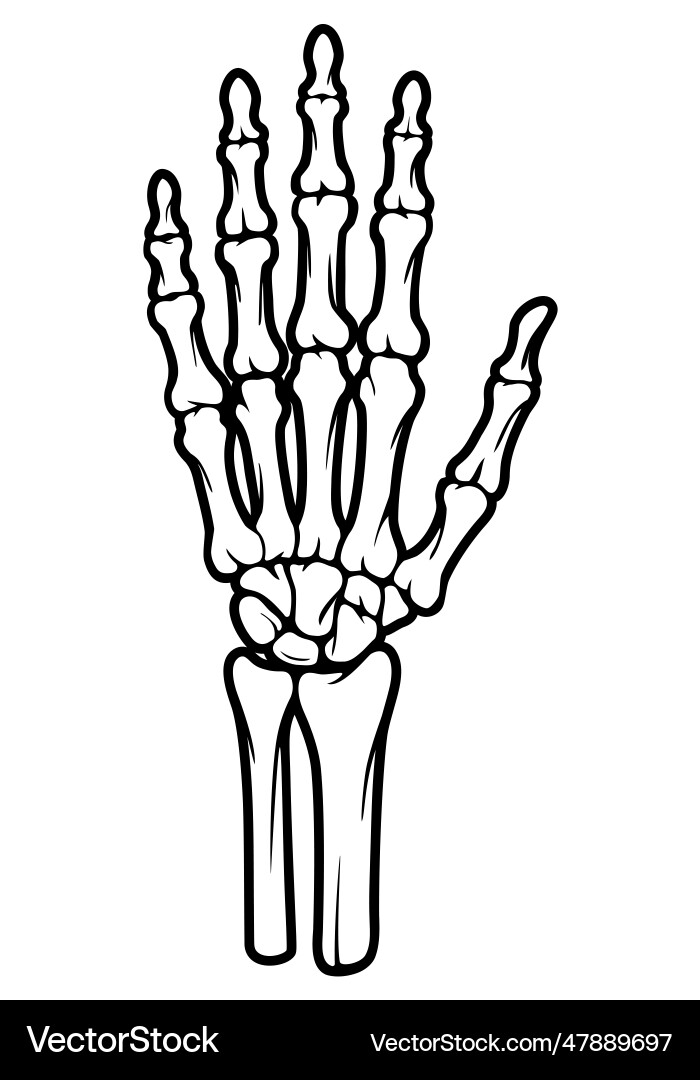 Skeleton bone hand Royalty Free Vector Image - VectorStock
