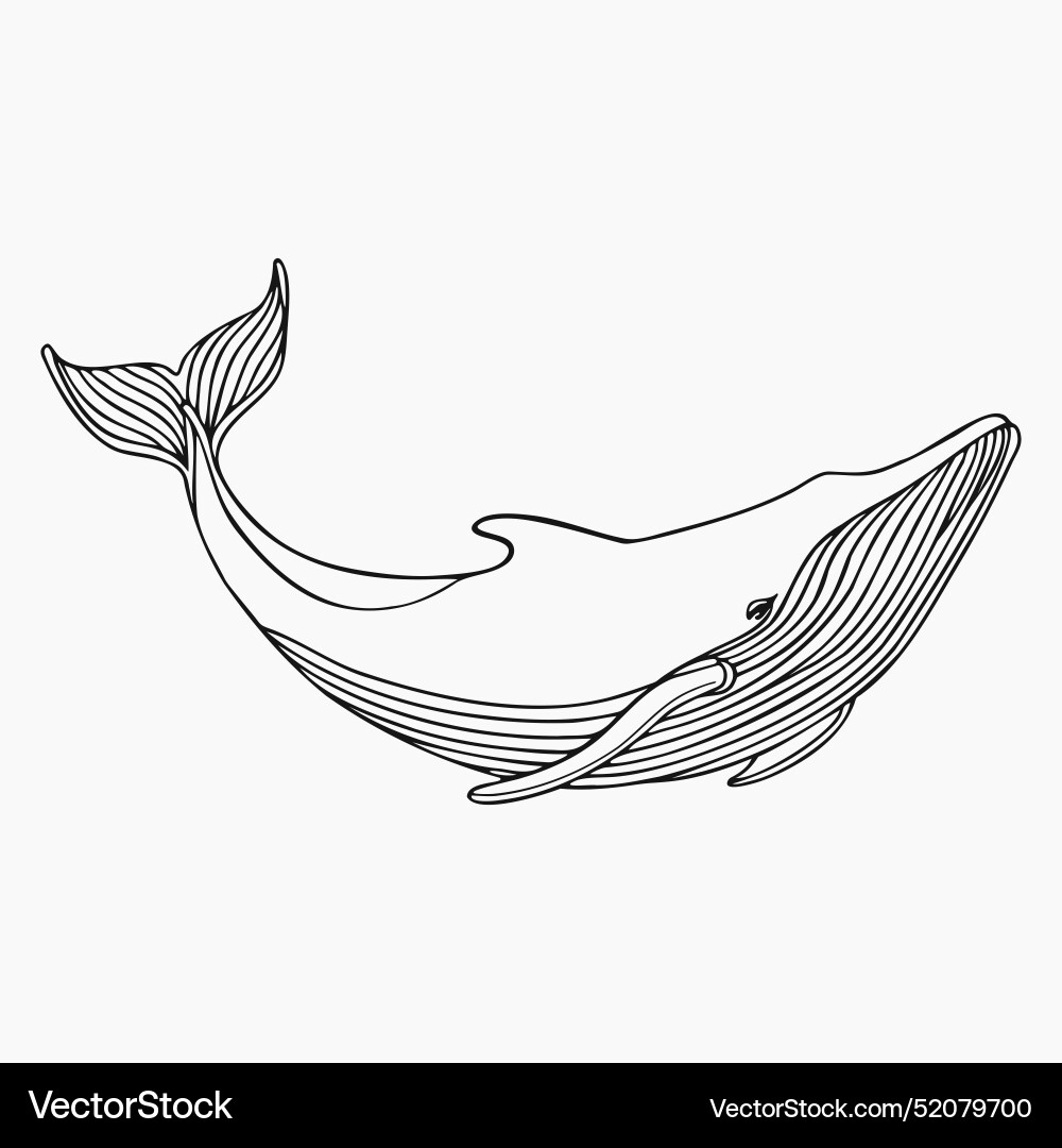 Humpback whale line art isolated on white Vector Image