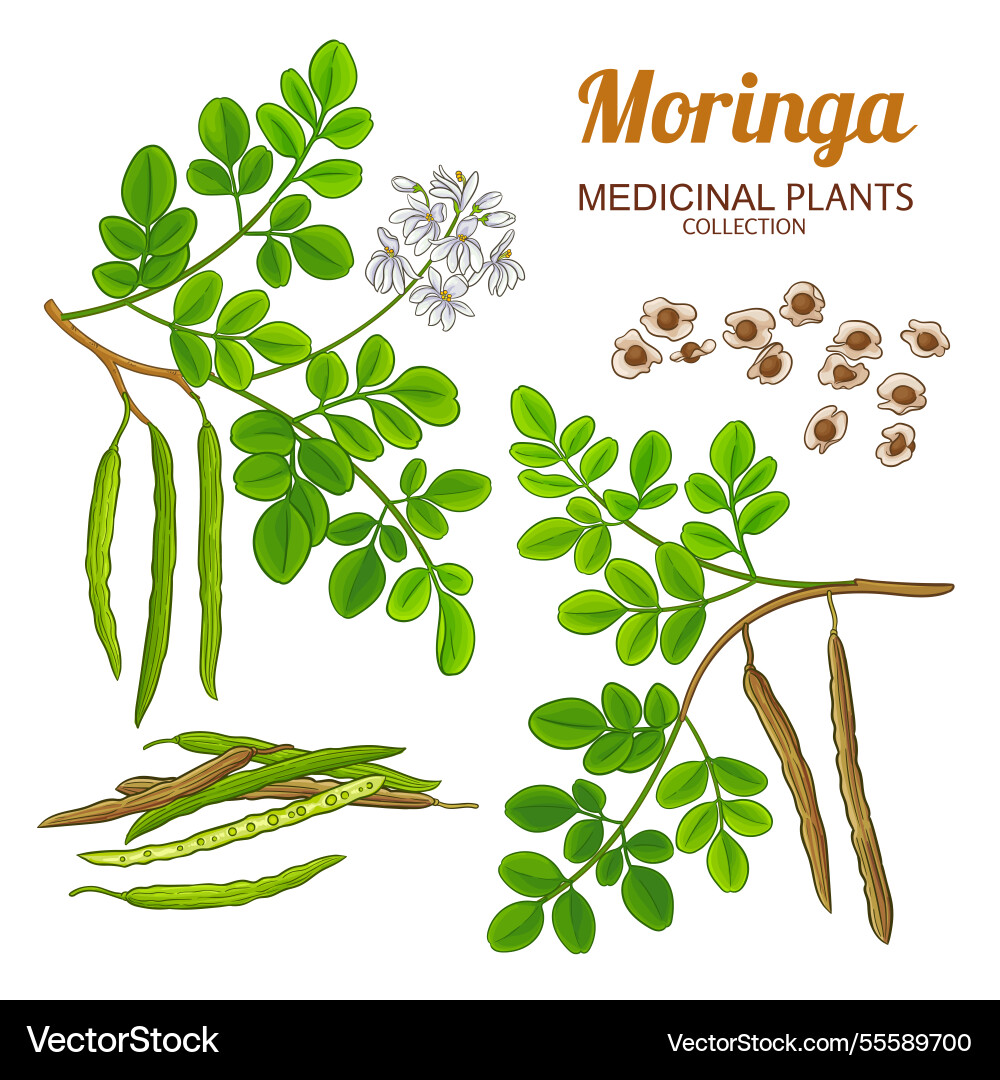 Moringa branch colored detailed Royalty Free Vector Image